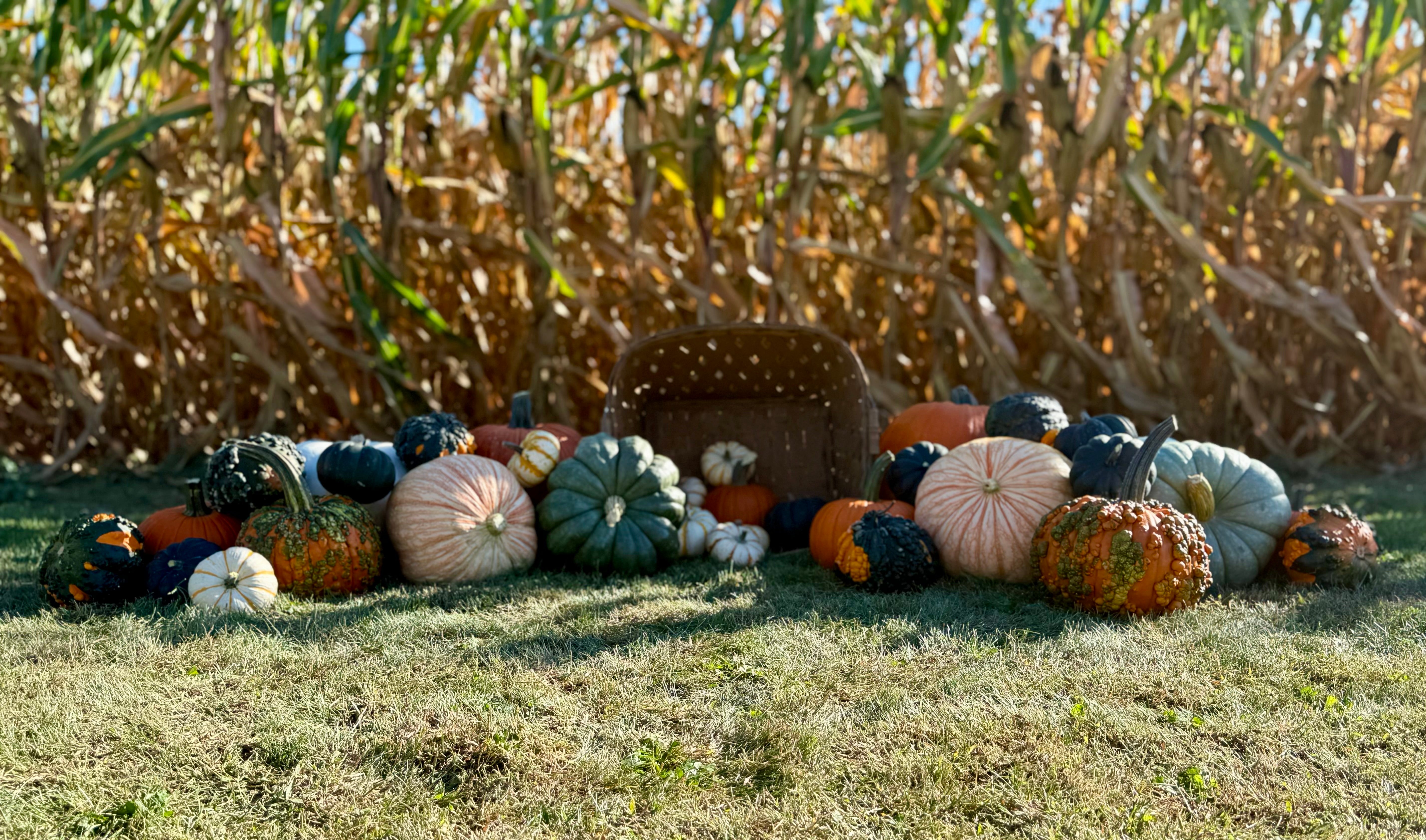 Spooky Halloween Pumpkin Drop-Off DIY | 'Kin Folk